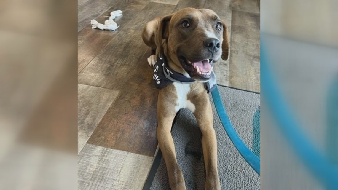 Furry Friends with Lo'ak, also known as Woody, the dog! | fox43.com