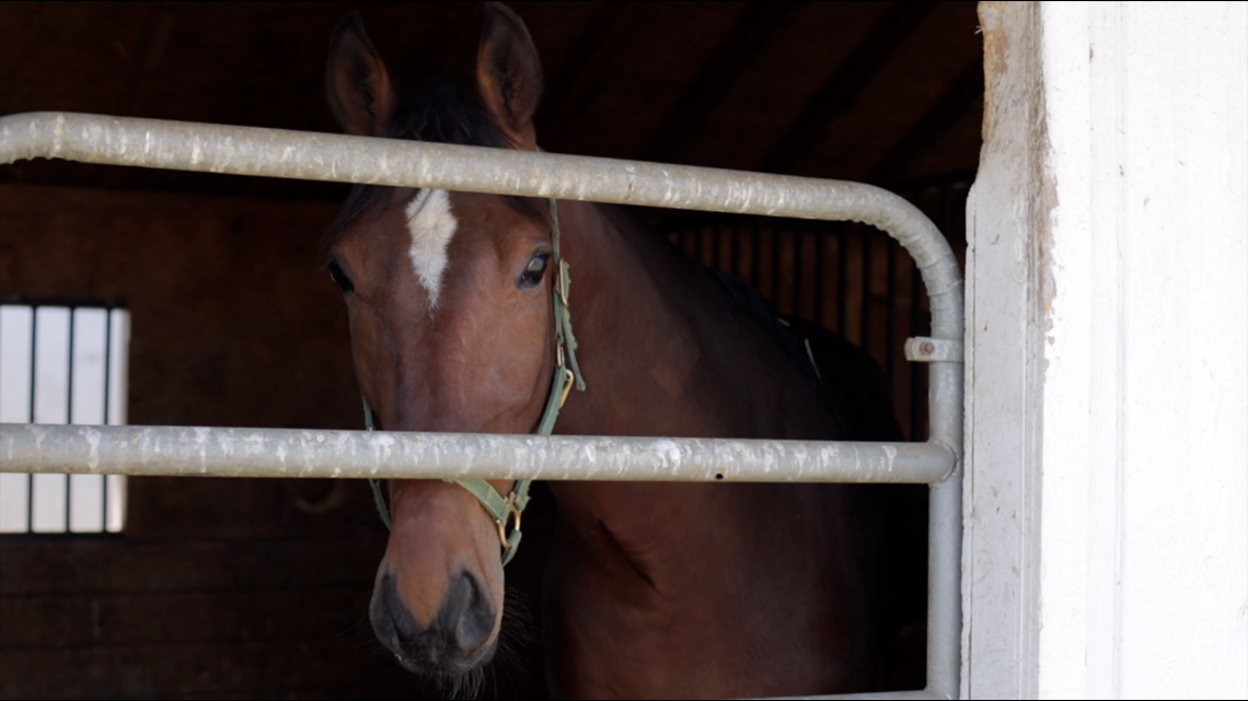 Horse racing community fights to reopen amid coronavirus pandemic ...