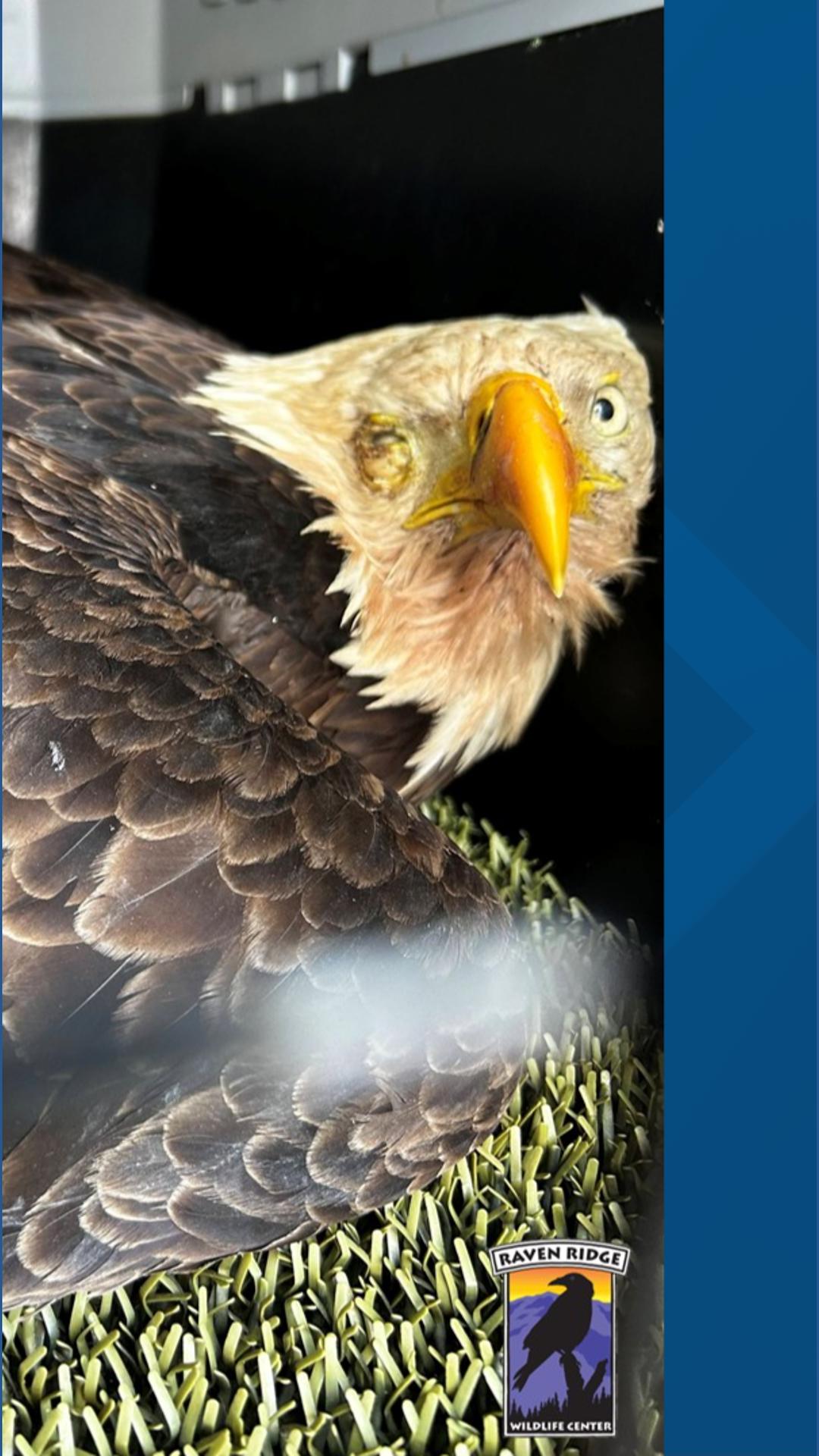Wildlife center shares heartfelt plea to hunters after sick bald eagle ...
