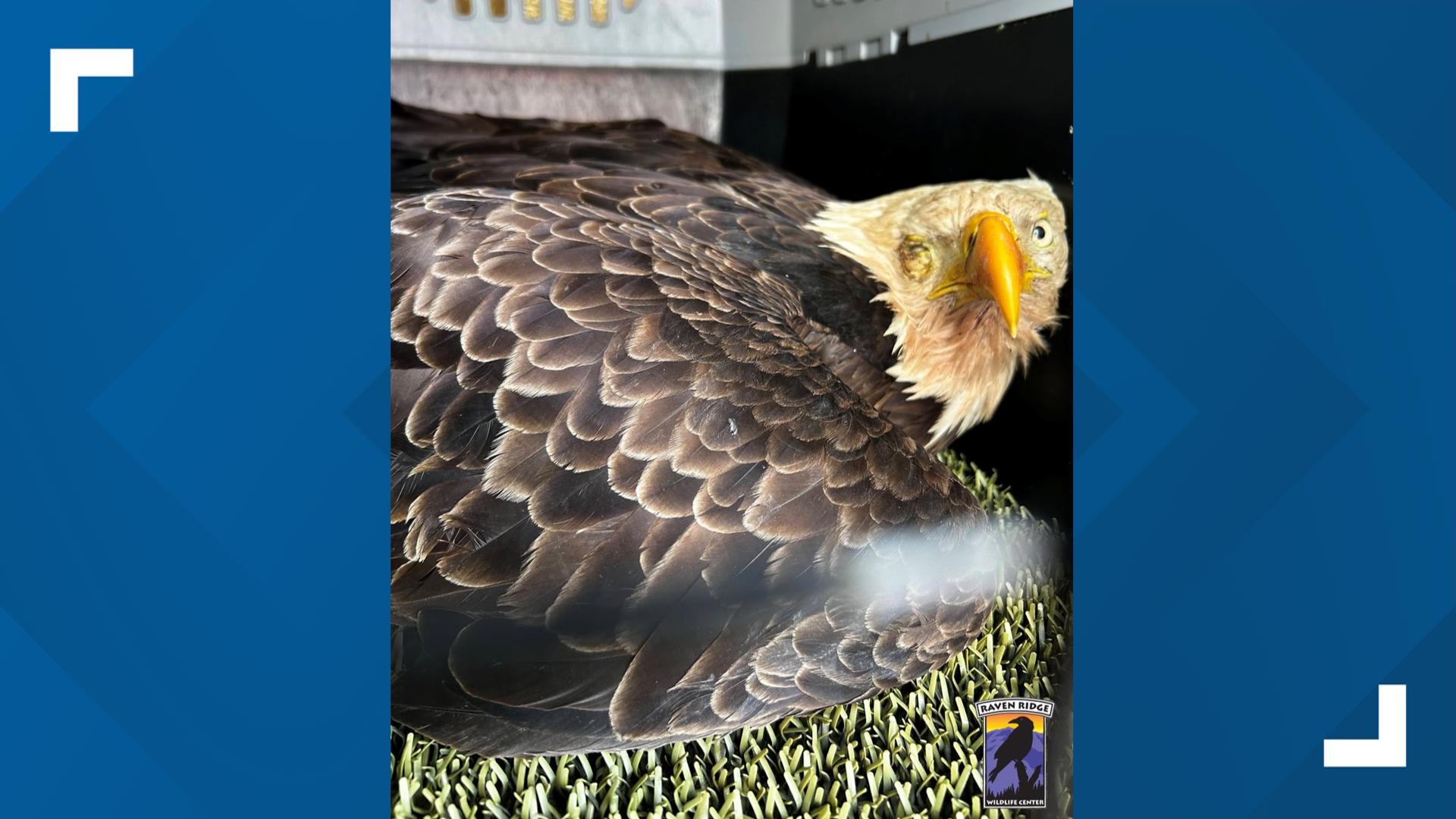 Wildlife center shares heartfelt plea to hunters after sick bald eagle ...