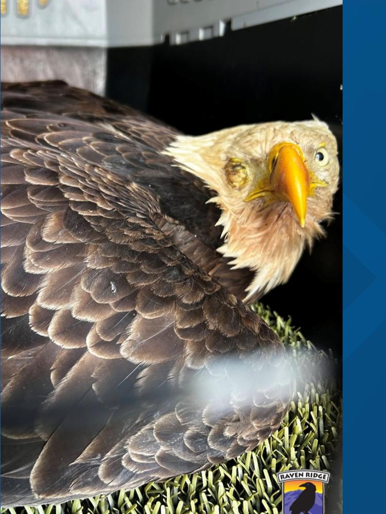 Wildlife center shares heartfelt plea to hunters after sick bald eagle ...