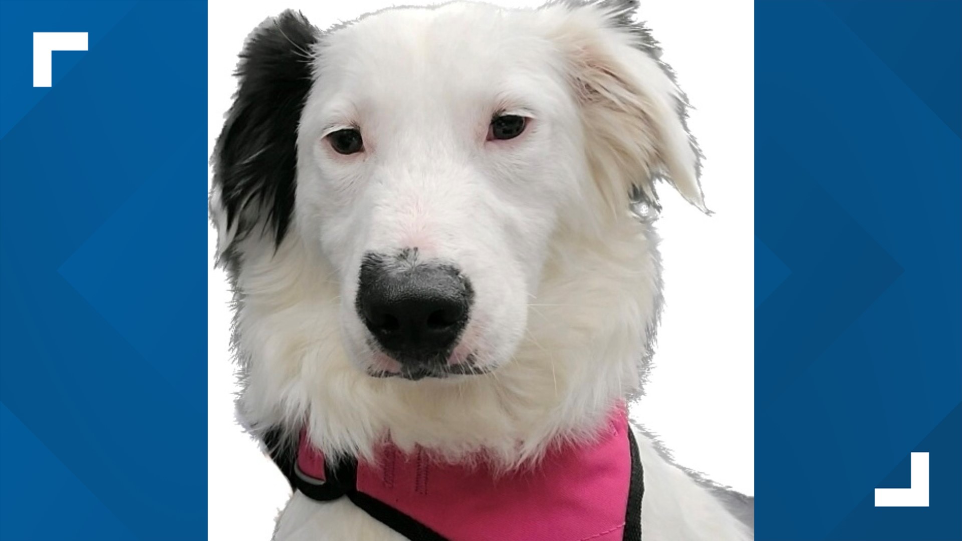 Furry friends with Bitsy and Suki, the dogs! | fox43.com