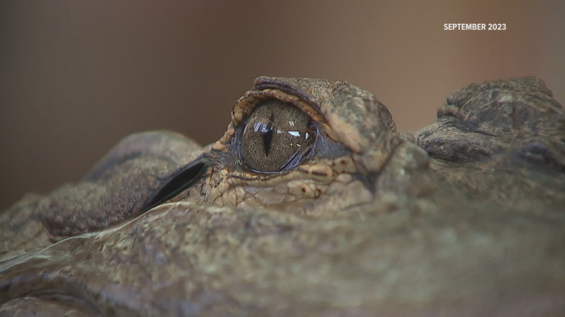 Neighbor shares new information on missing Pennsylvania gator | fox43.com
