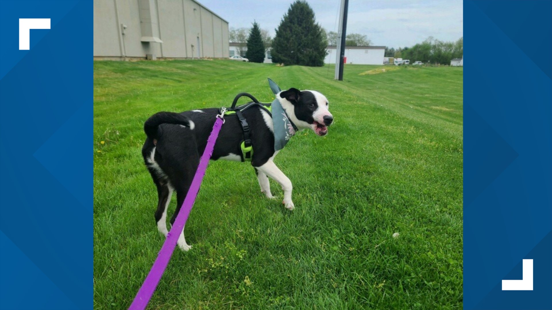 Furry friends with Bitsy and Suki, the dogs! | fox43.com