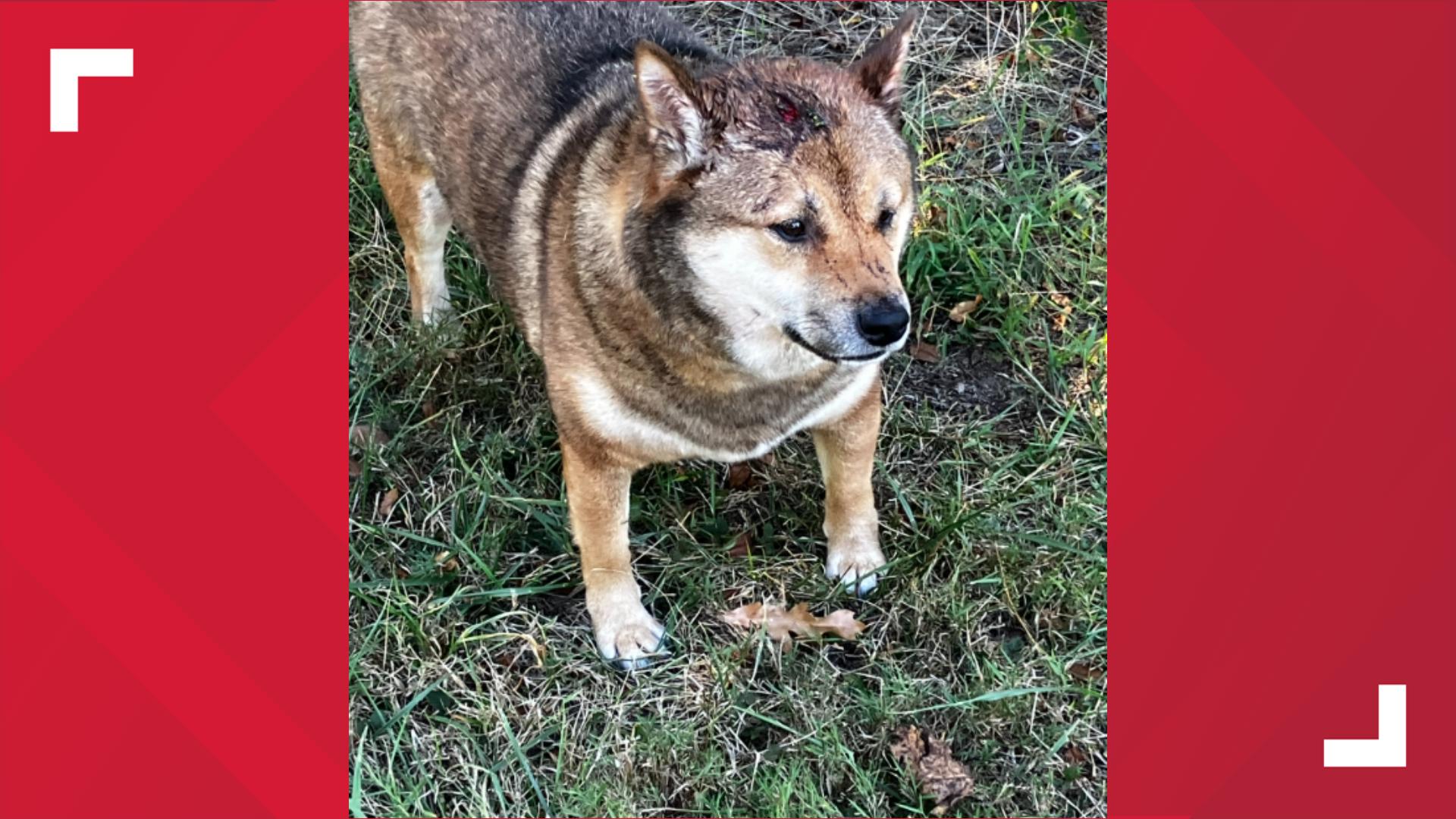Dog euthanized after being shot with arrow in Adams County | fox43.com