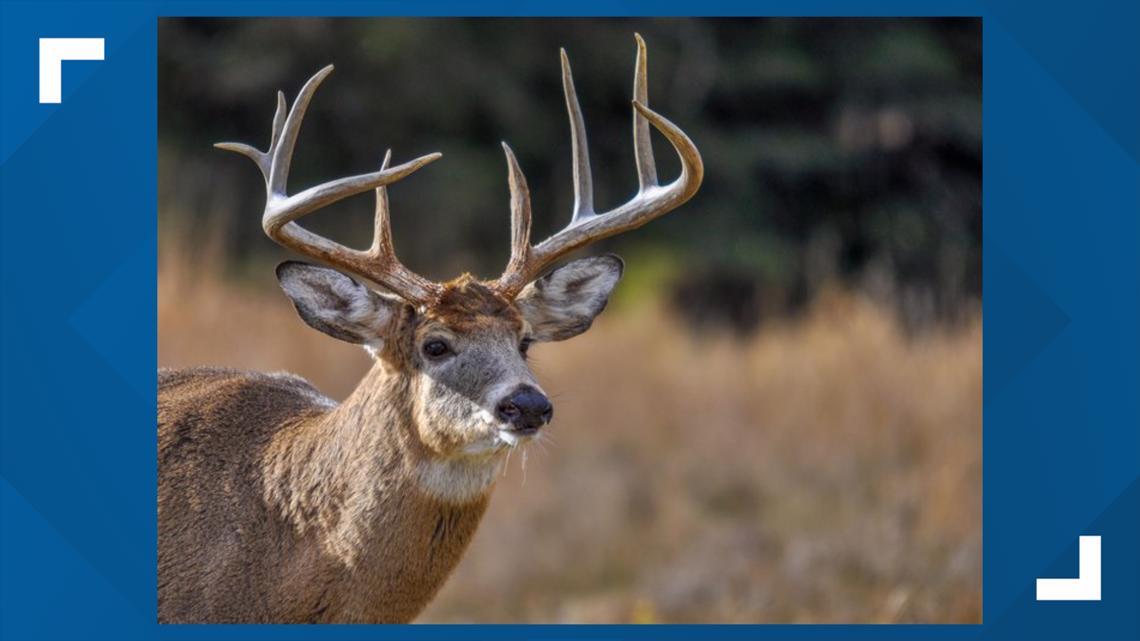 Permits on sale for Deer Management Assistance Program in Pennsylvania ...