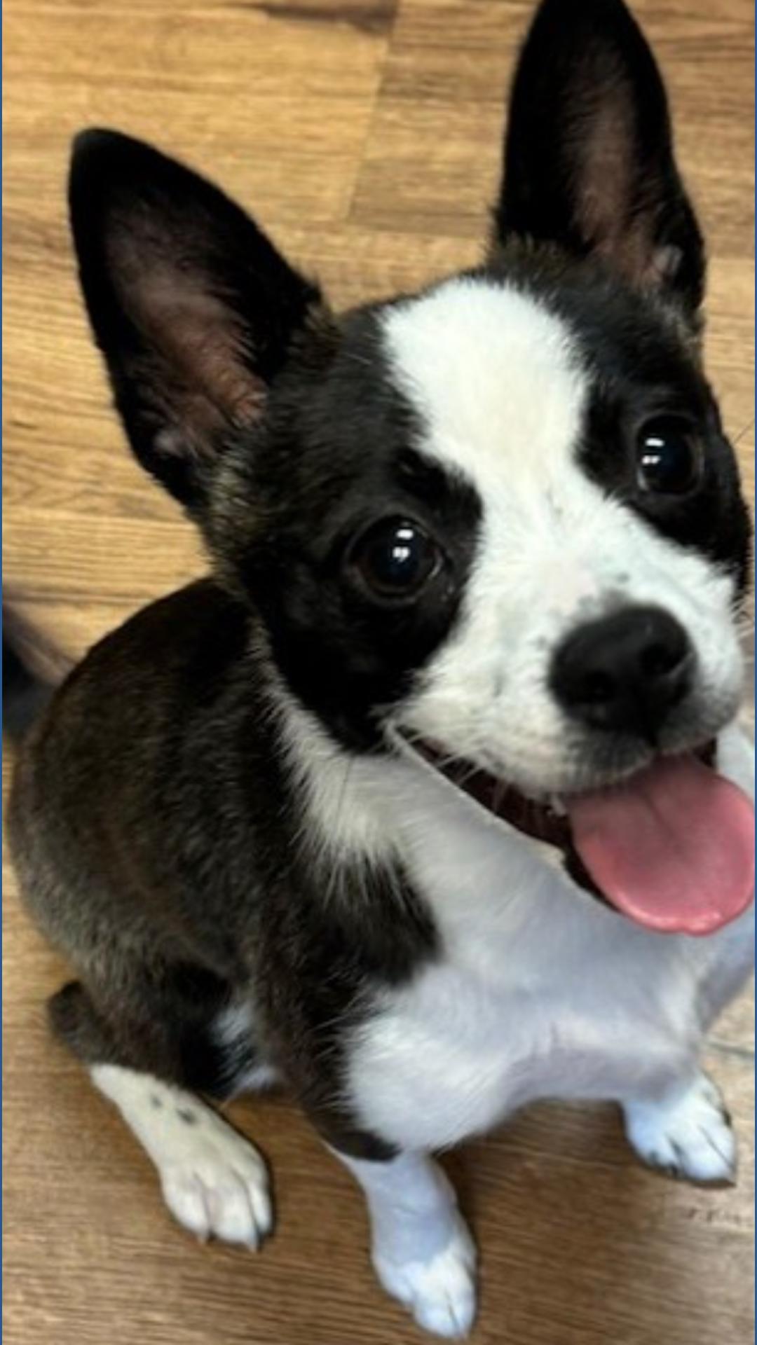 Furry Friends: Meet Cricket, the puppy | fox43.com