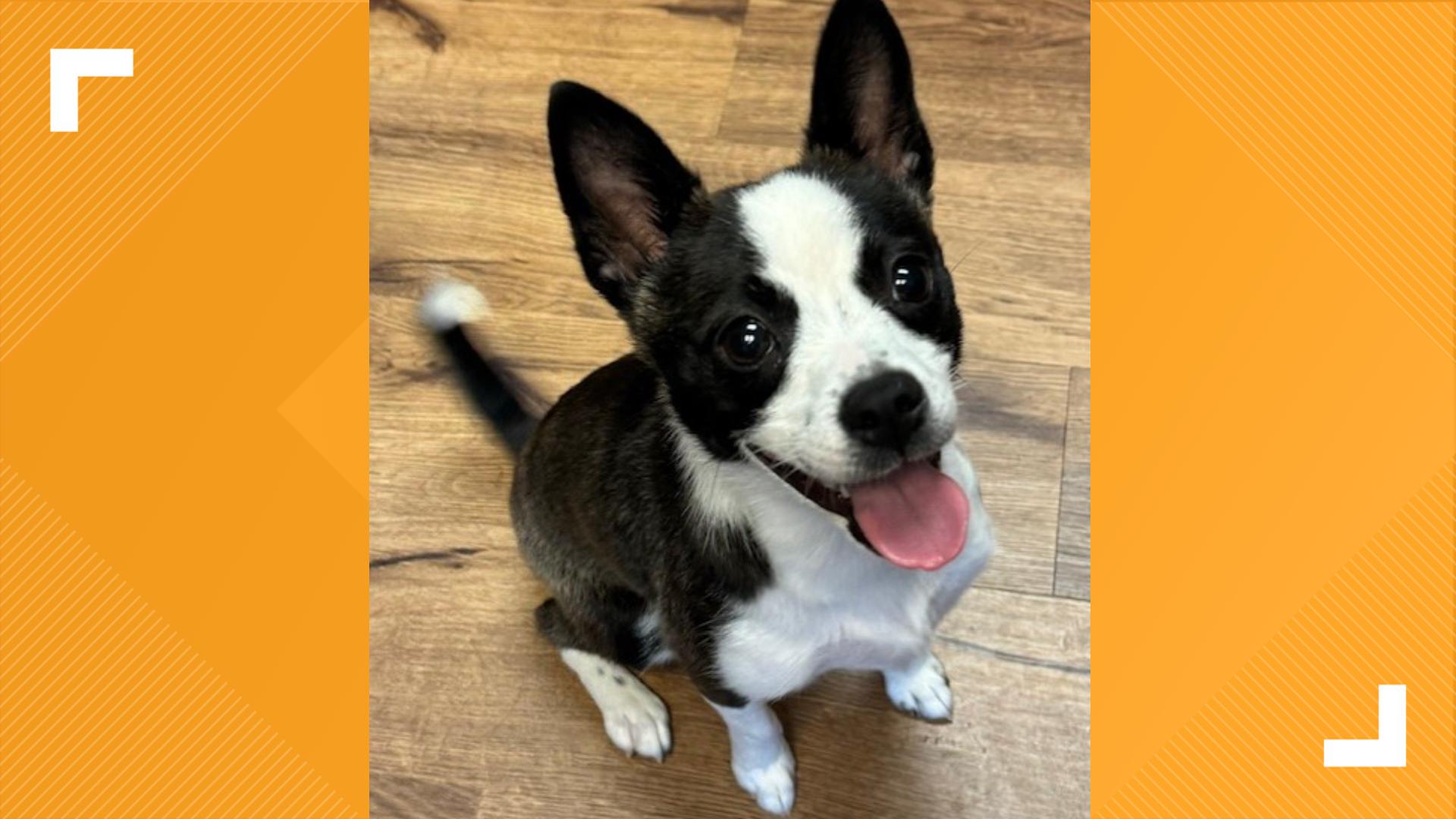 Furry Friends: Meet Cricket, the puppy | fox43.com
