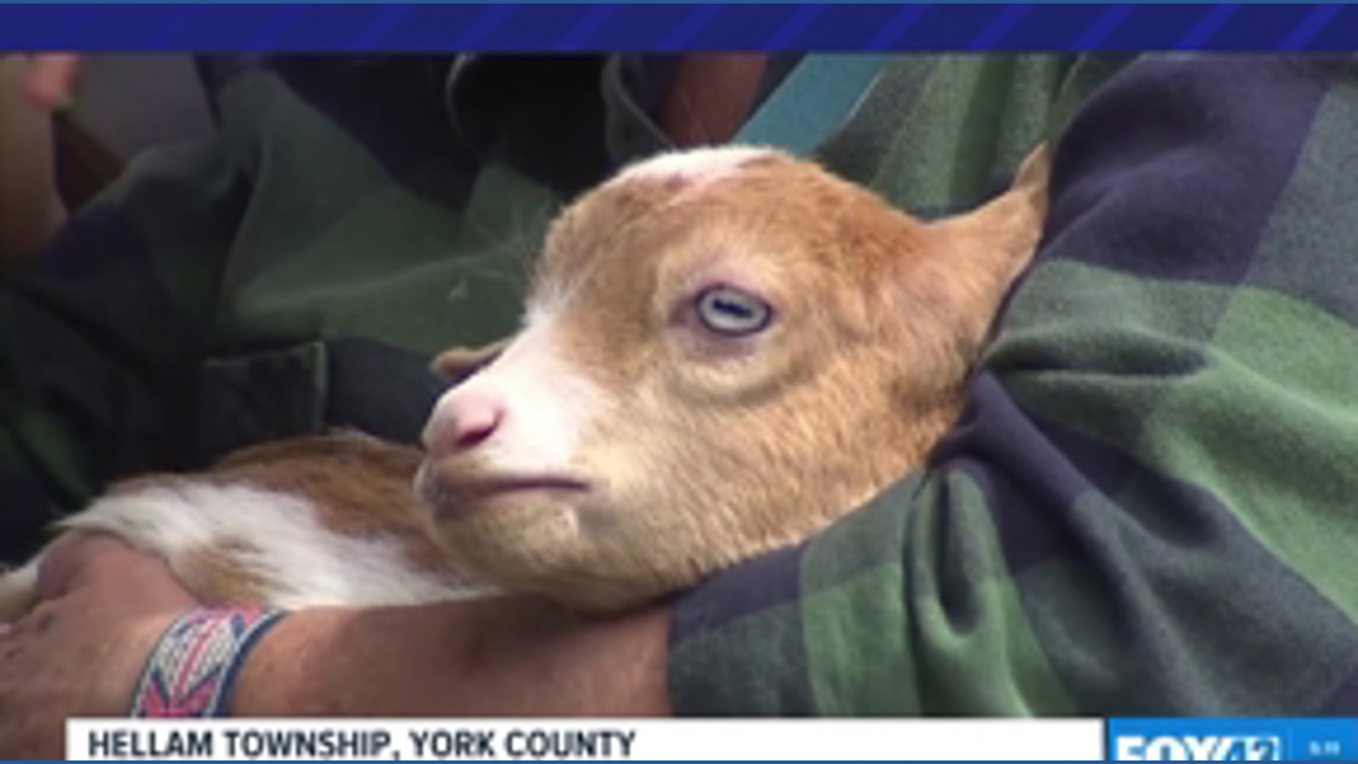 York County farm hosts Great Goat Parade | fox43.com