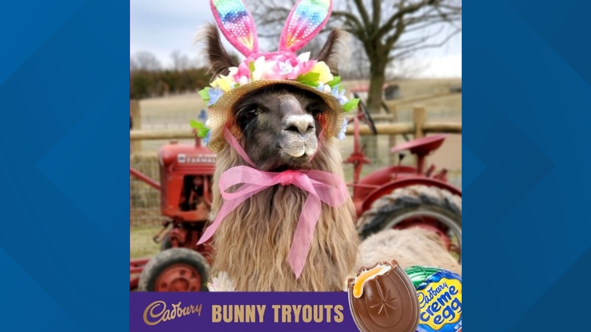 York Springs llama in the running to become Cadbury's newest Clucking ...