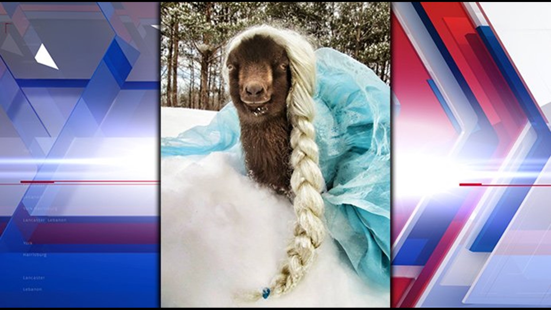 Let it baaa!! Adorable baby goat dressed up as Elsa from ‘Frozen ...