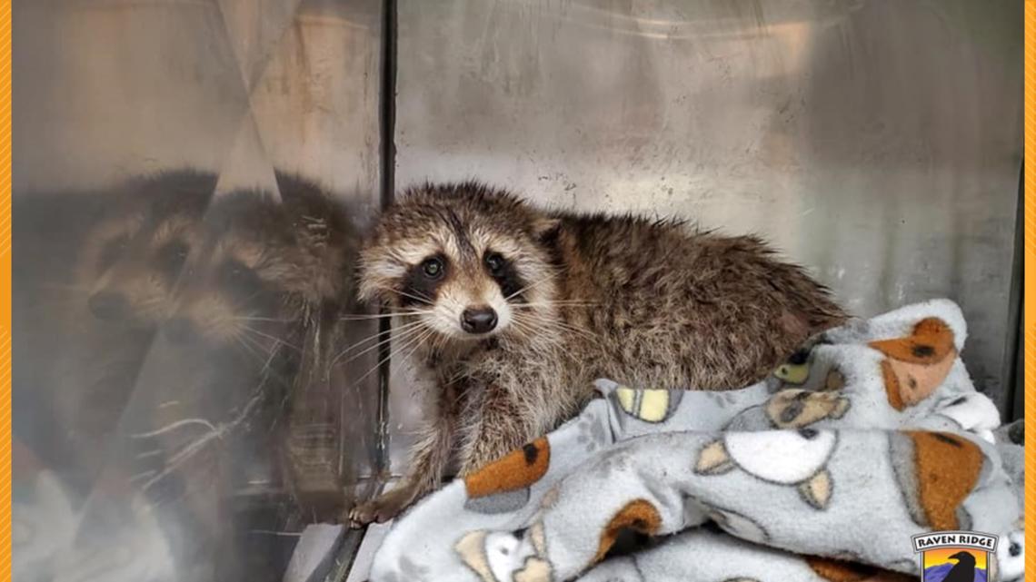 Small, scared raccoon rescued by Lancaster County nonprofit | fox43.com