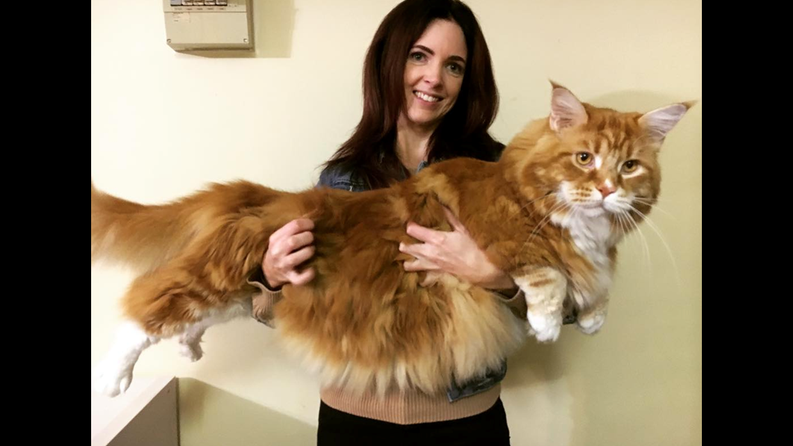 Potentially record-setting cat has a taste for kangaroo | fox43.com