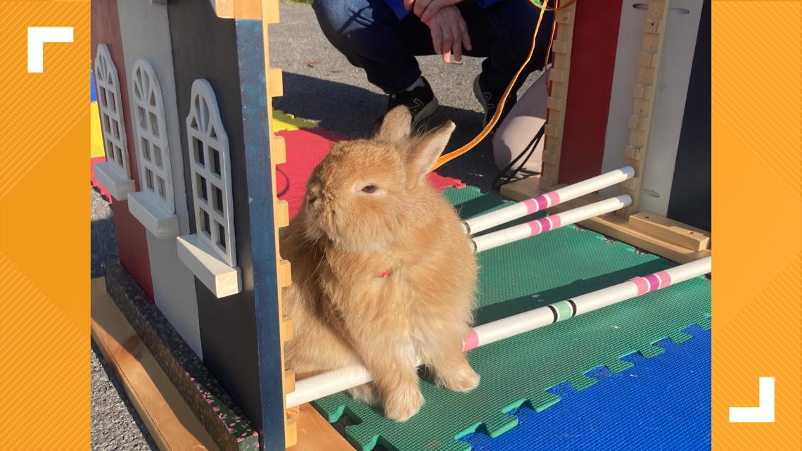 Hop into Easter with bunny care education and rabbit hopping | fox43.com