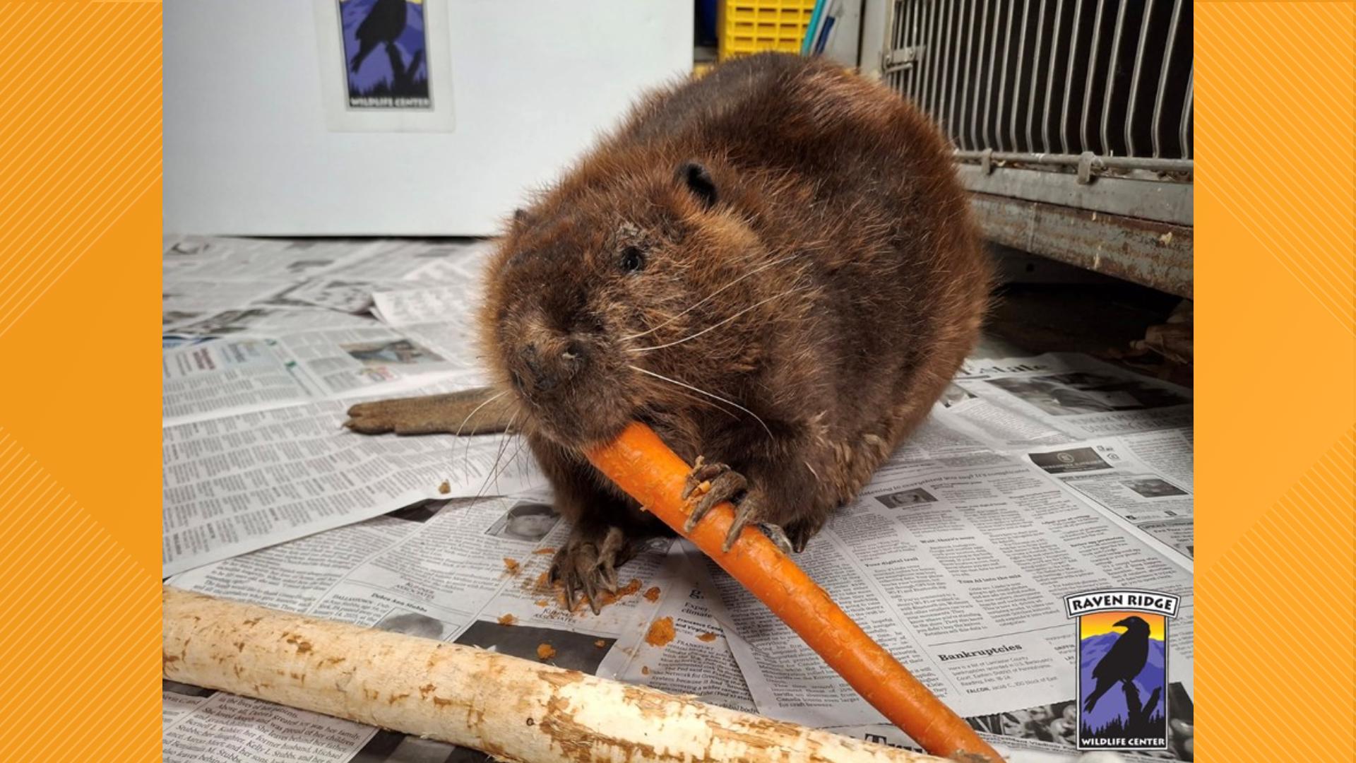 Lancaster County beaver survives shooting, finds sanctuary | fox43.com