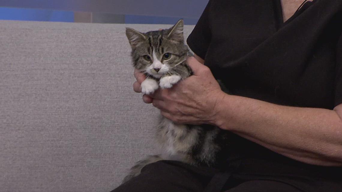 Furry Friends with Kit, the kitten! | fox43.com