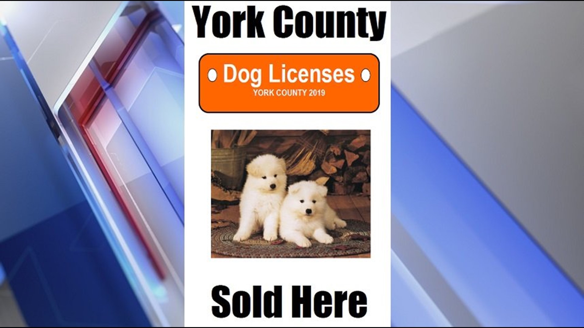 York County Treasurer’s Office dog photo contest | fox43.com