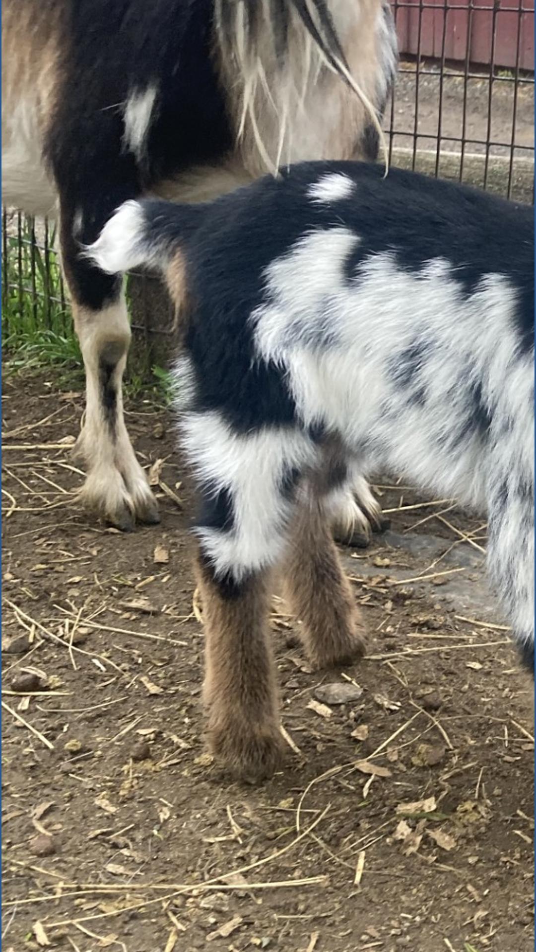 Experience baby animals at Cherry Crest Adventure Farm | fox43.com