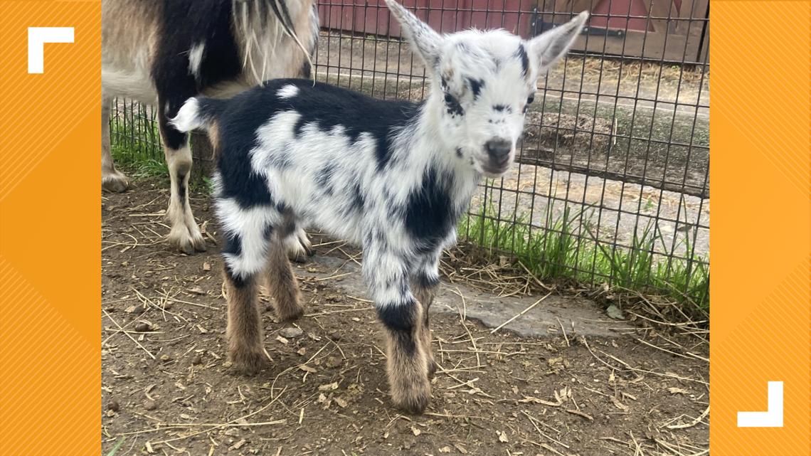 Experience baby animals at Cherry Crest Adventure Farm | fox43.com