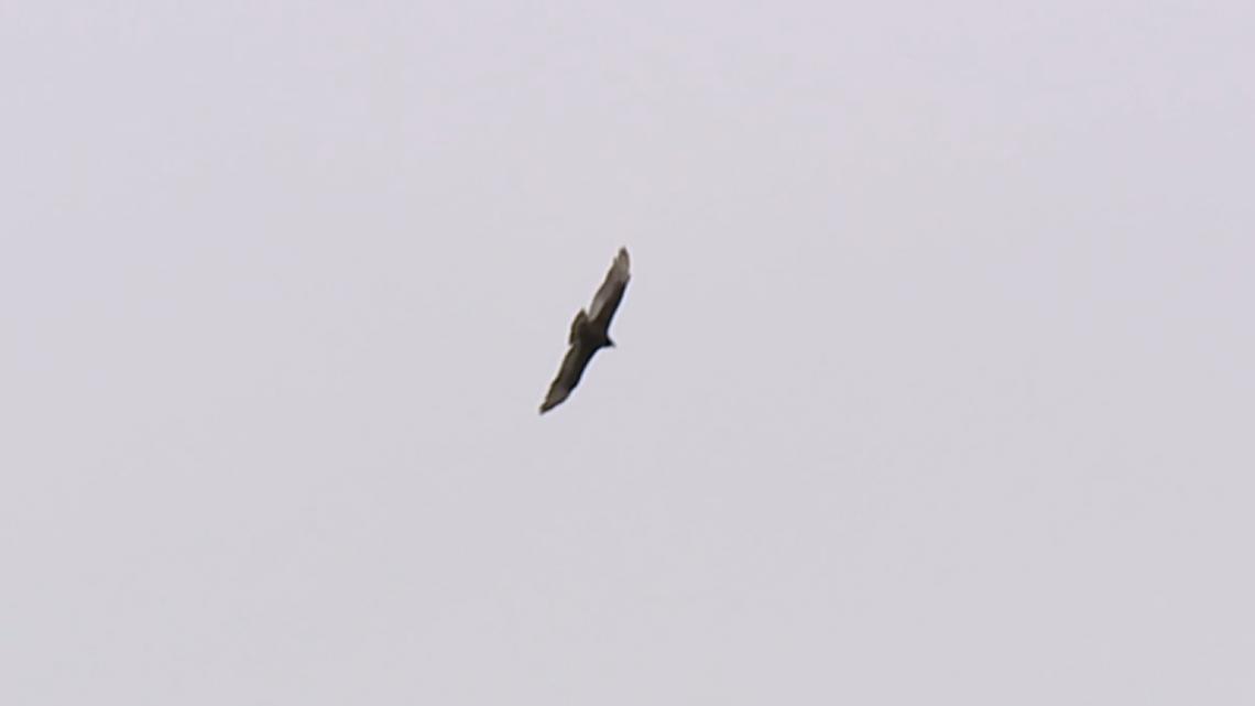 Vultures and their feces cause a stink in Carlisle | fox43.com