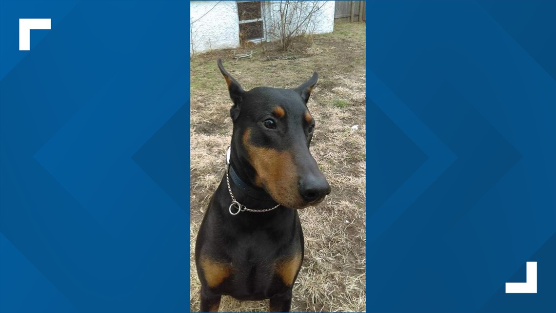 Furry Friends with Hero, the Doberman | fox43.com