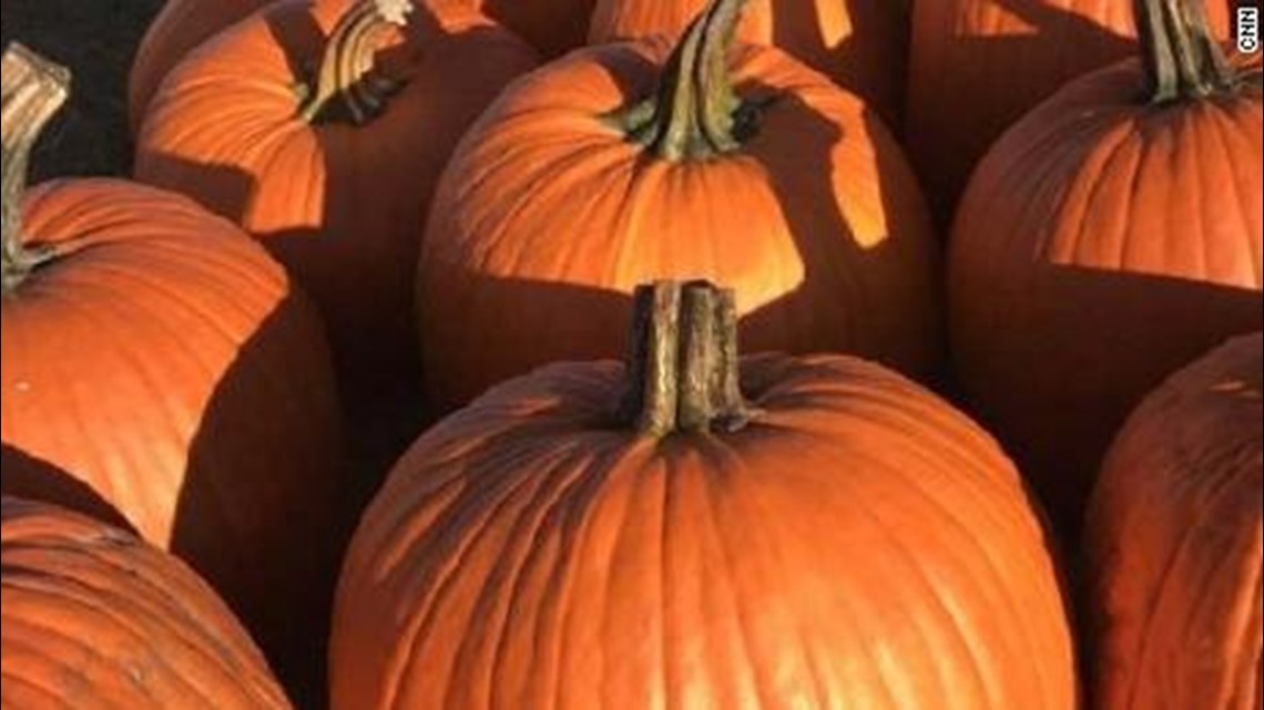 Pumpkin Patches in Pennsylvania | Fall 2020 | fox43.com