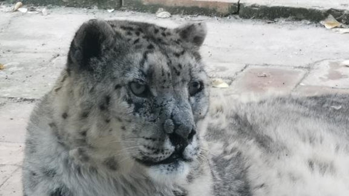 Wild snow leopard’s vision restored after world-first cataract surgery ...