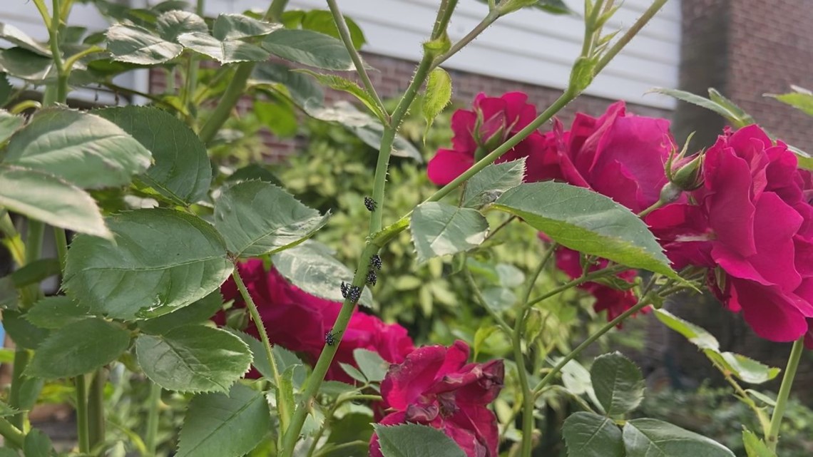 Spotted lanternflies are hatching in Central PA | fox43.com