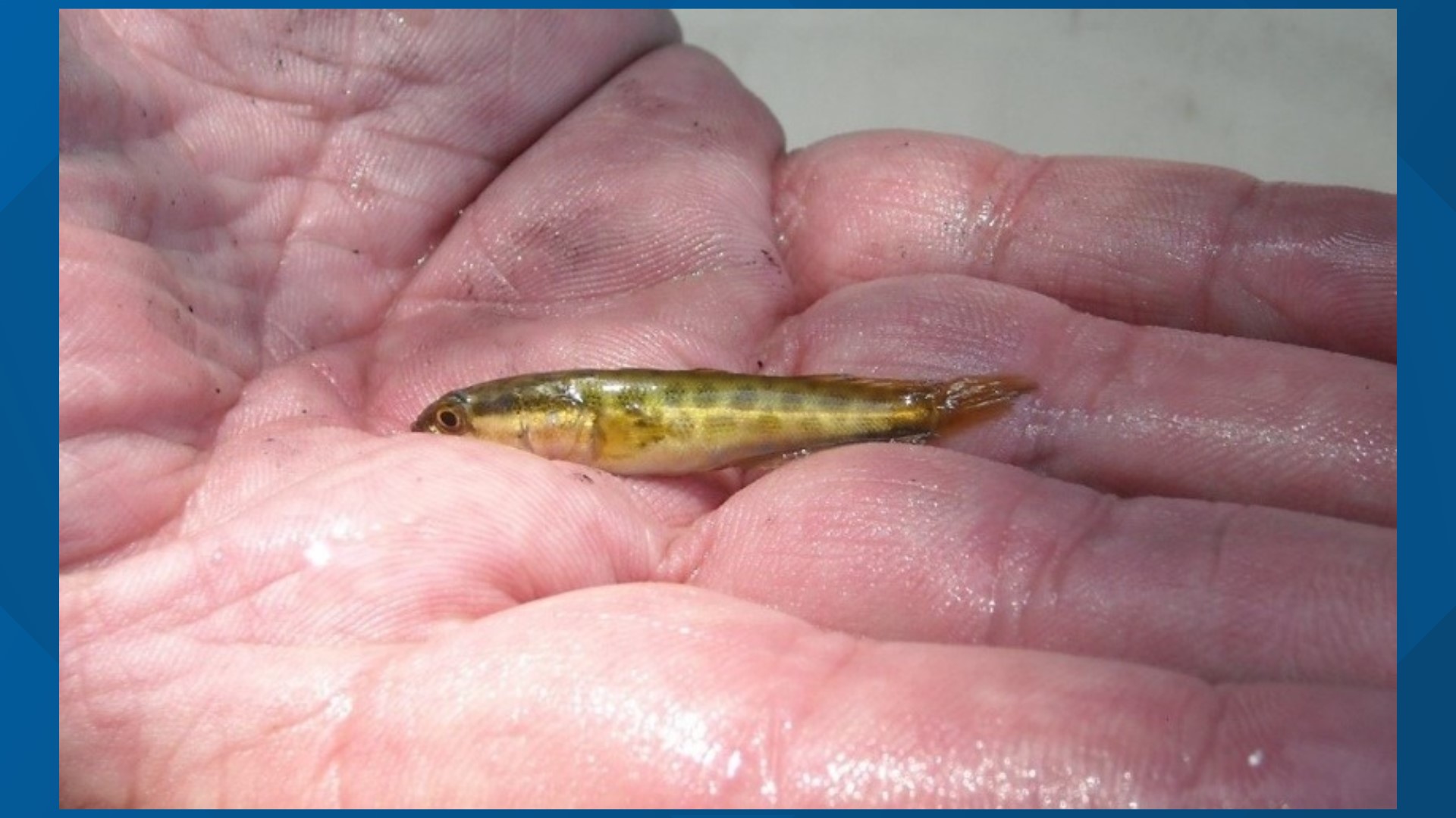 Invasive snakehead fish reported in Lower Susquehanna River ...