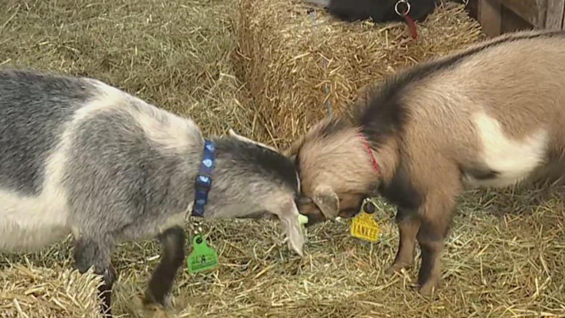 Proprietor of popular 'Goat Snuggling' attractions at PA Farm Show ...