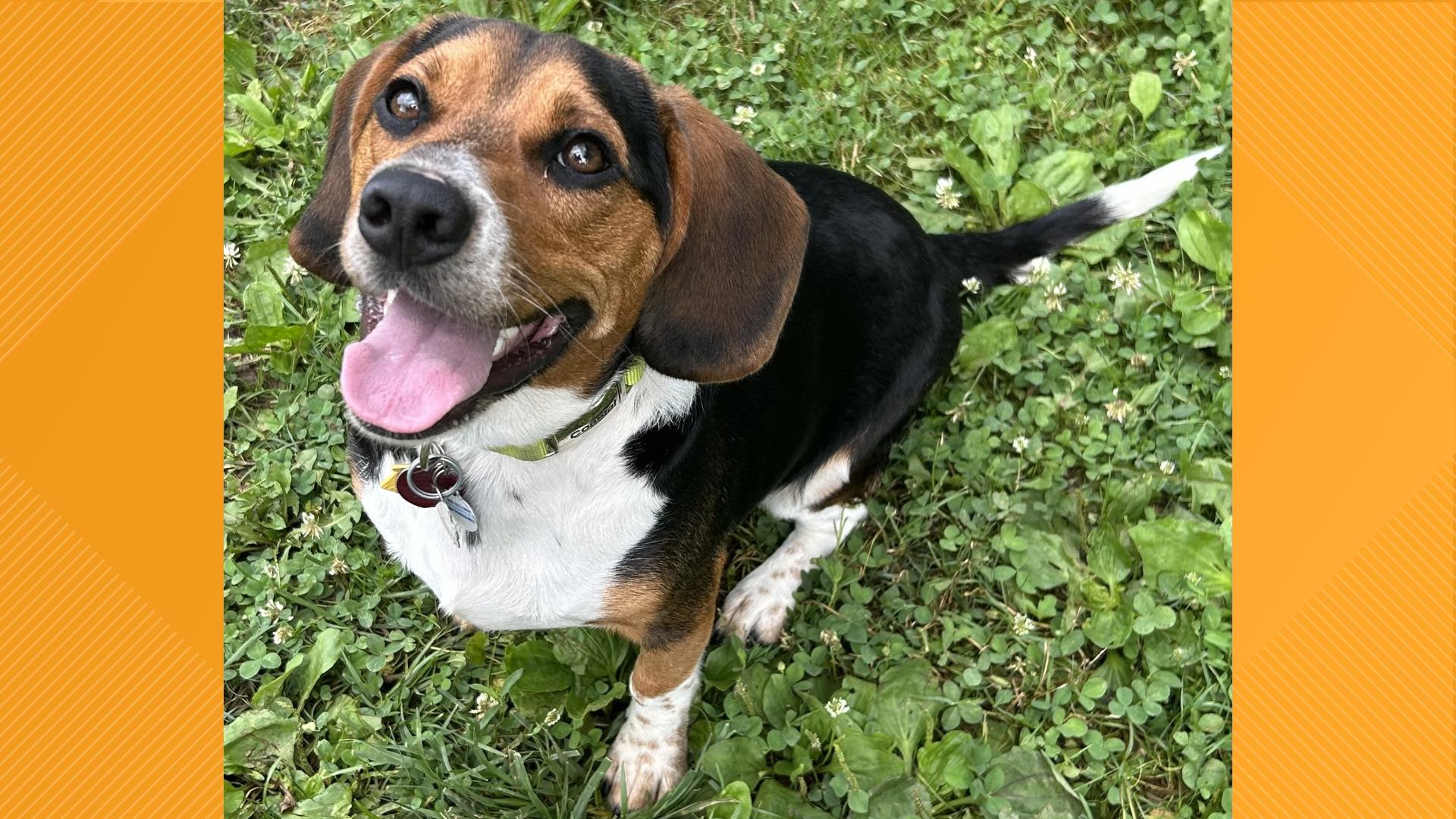 Furry Friends | Meet Bear, the dog | fox43.com