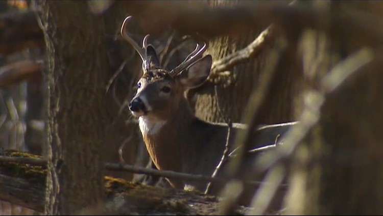 Pennsylvania deer hunters harvested a record 505,600 white-tailed deer ...