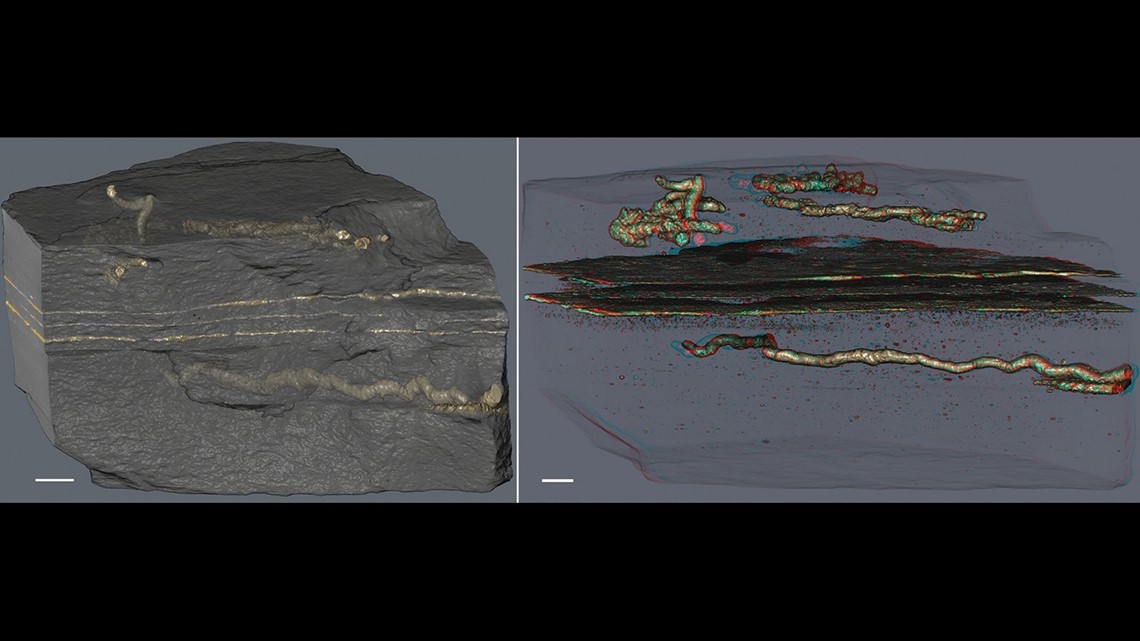 Ancient mucus trail led to oldest evidence of mobility on Earth | fox43.com
