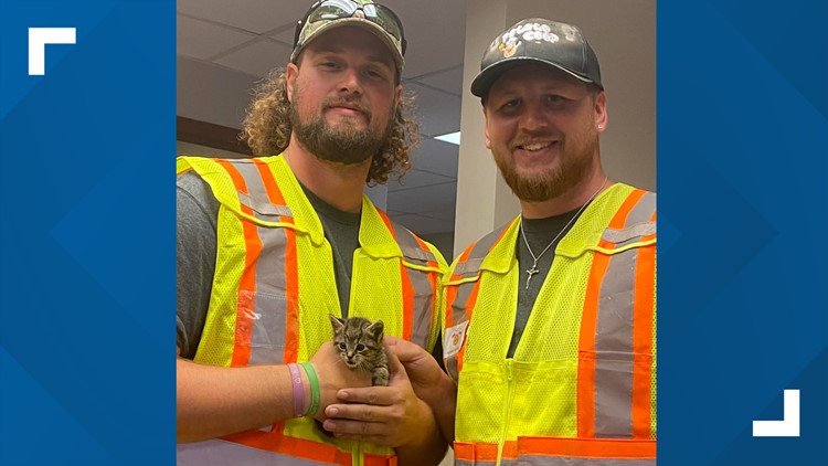 Workers rescue 6-week-old kitten in Upper Allen Township | fox43.com