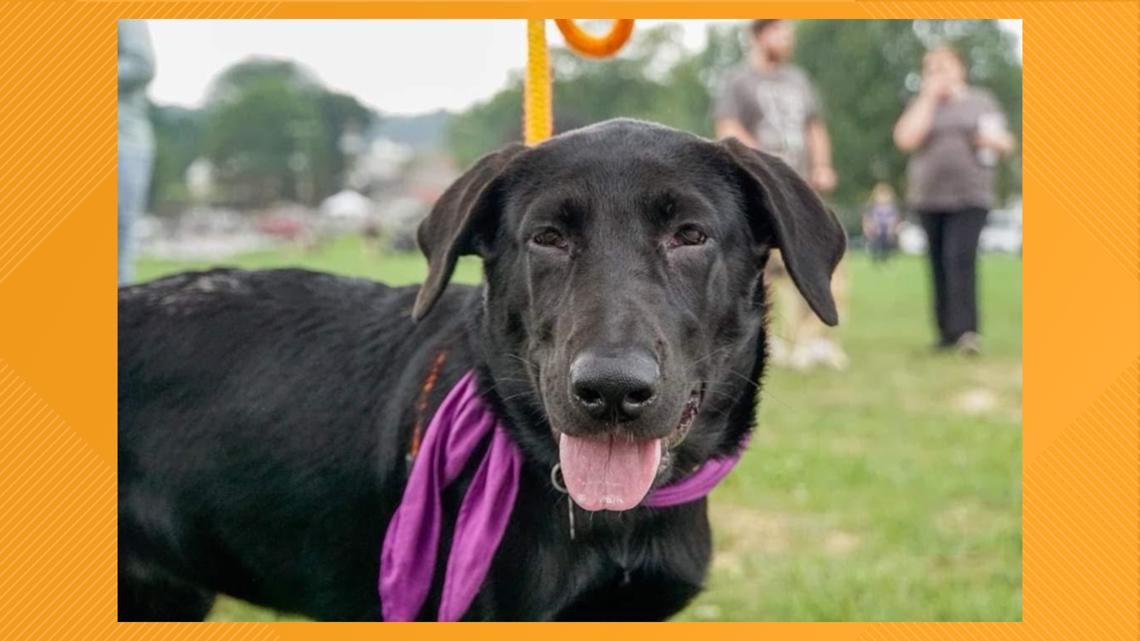 Furry Friends | Meet Hailey, the dog | fox43.com
