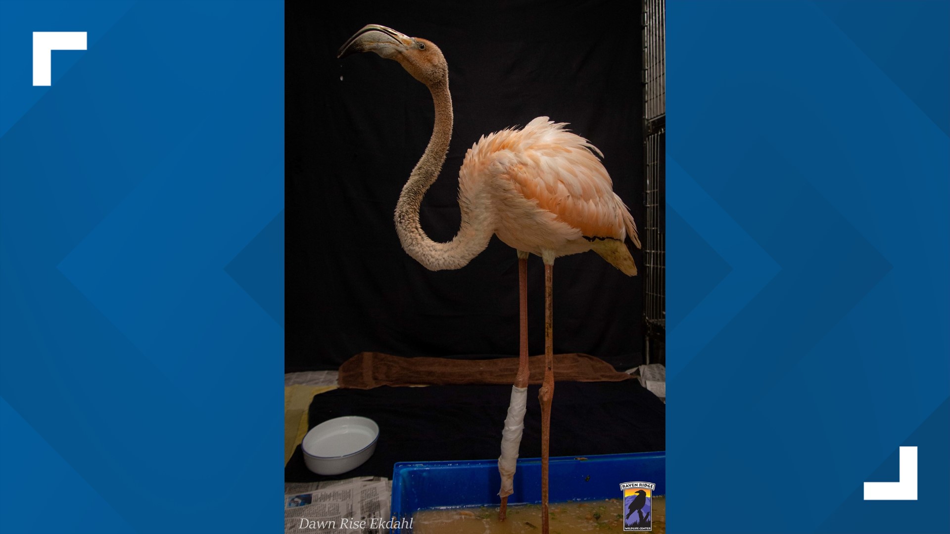 Lancaster County animal center announces the passing of injured ...