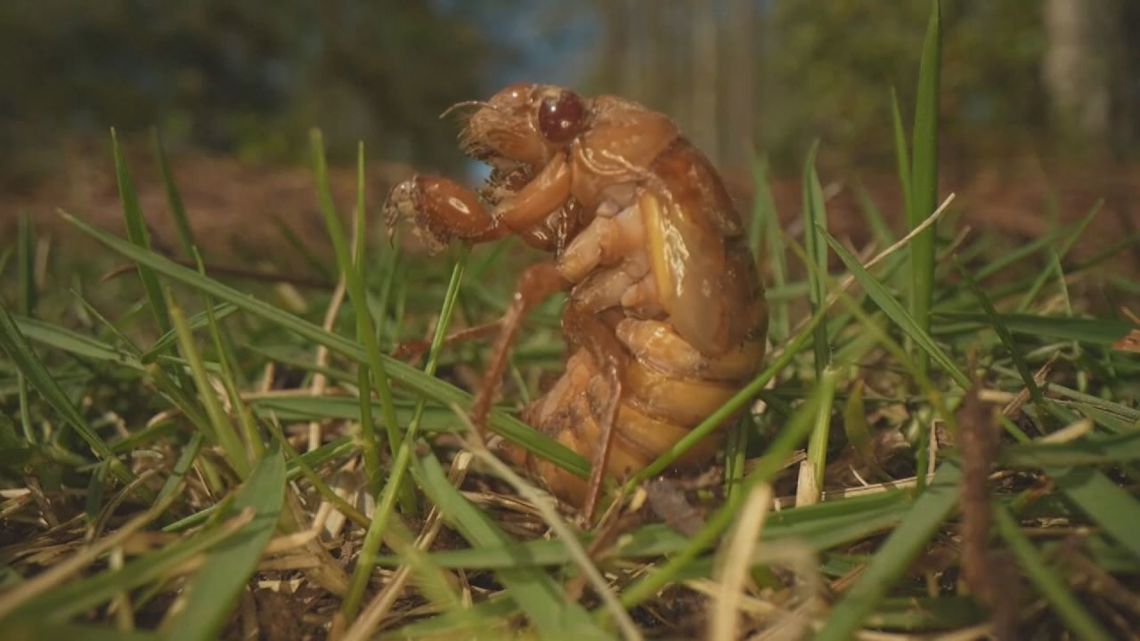 Pennsylvania braces for Brood 14 cicada invasion this spring | wnep.com