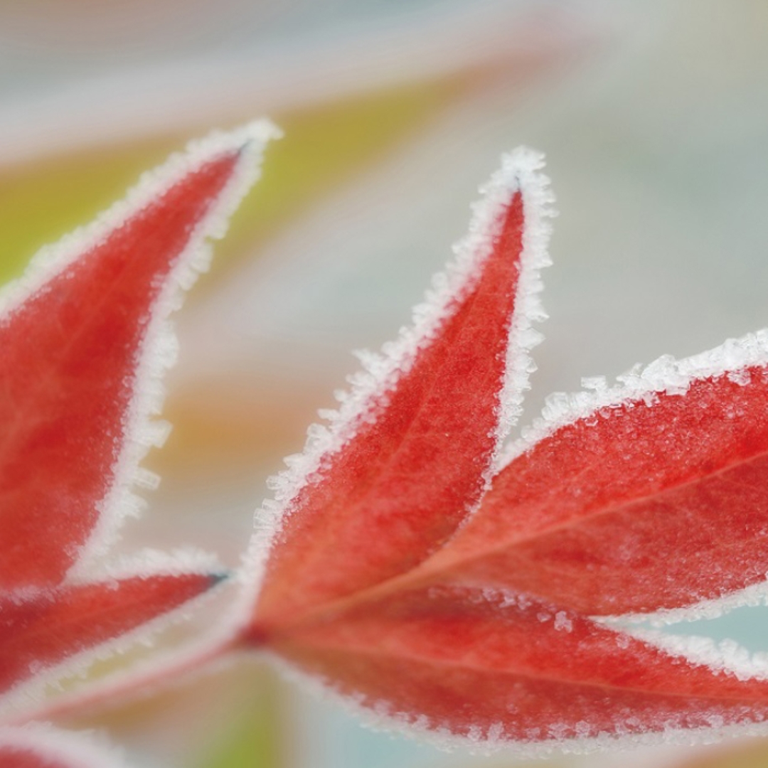 Freeze warning: Central PA faces first autumn frost concern of 2025 ...