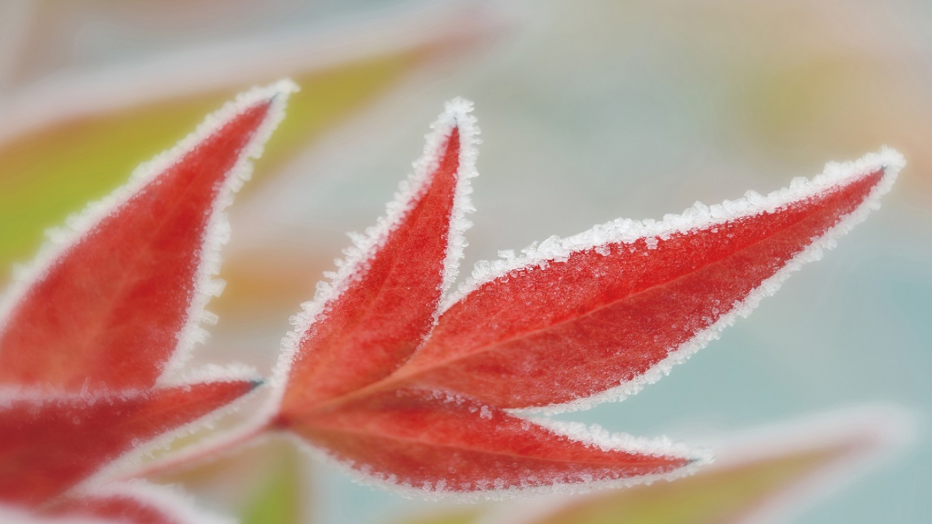 Freeze warning: Central PA faces first autumn frost concern of 2025 ...