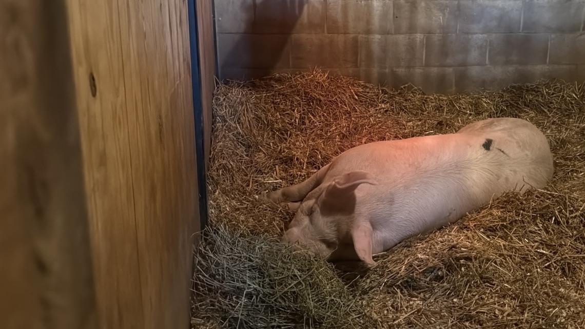 Pig that escaped trailer in Lancaster finds new home at farm sanctuary ...
