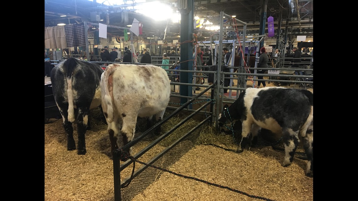Beef cattle at Pennsylvania Farm Show prefer cold temperatures | fox43.com