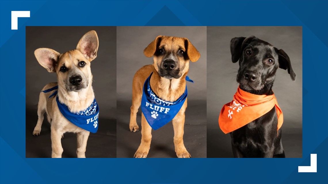 Lancaster County animal rescue group will send three dogs to 2022 ...