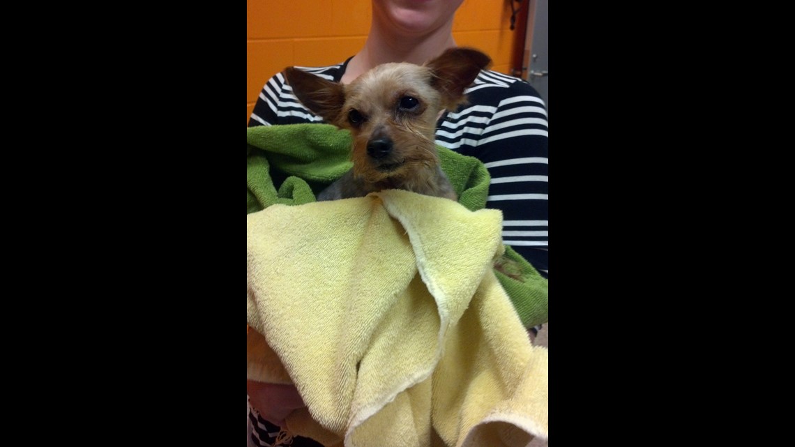 Missing dog found 4 years later in Iowa, nearly 1,000 miles from home ...
