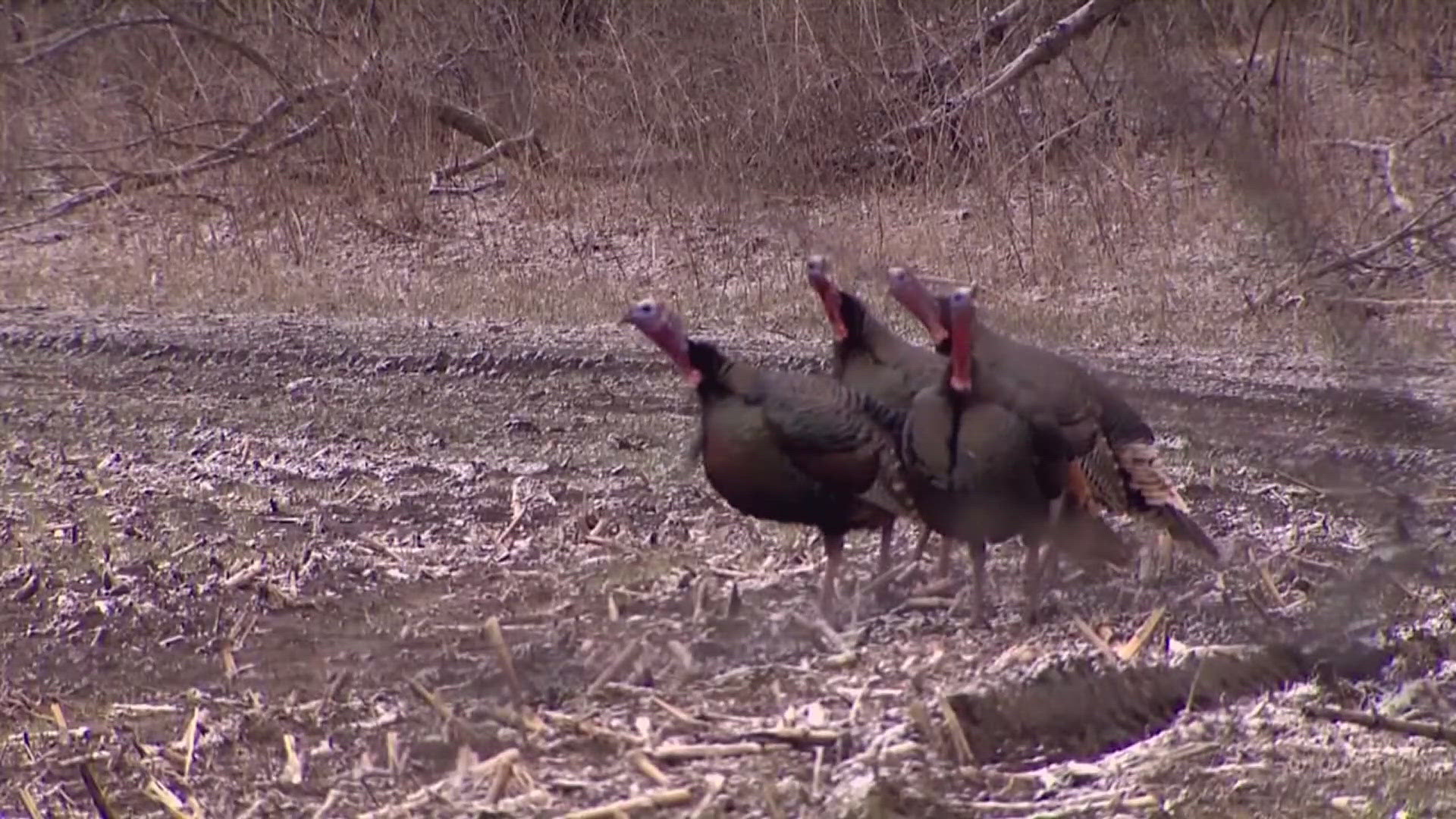 Citizen scientists needed for wild turkey surveys in Iowa and Illinois ...