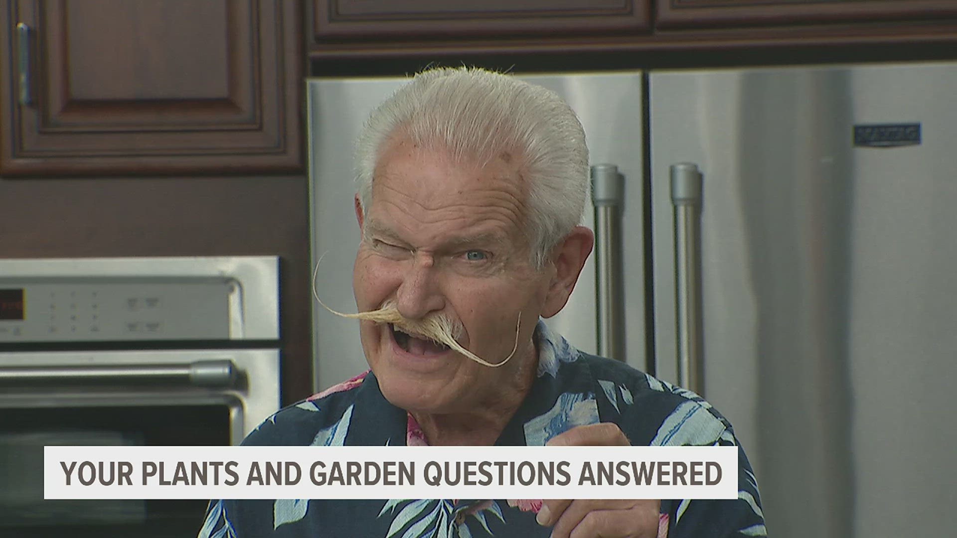 Is now a good time to trim back hydrangeas? Here's what Craig says to ...