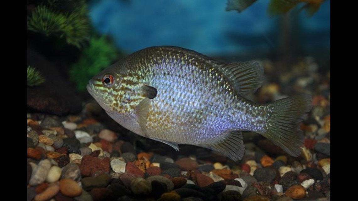 Fish reappears more than 80 years after vanishing from Iowa waterways ...