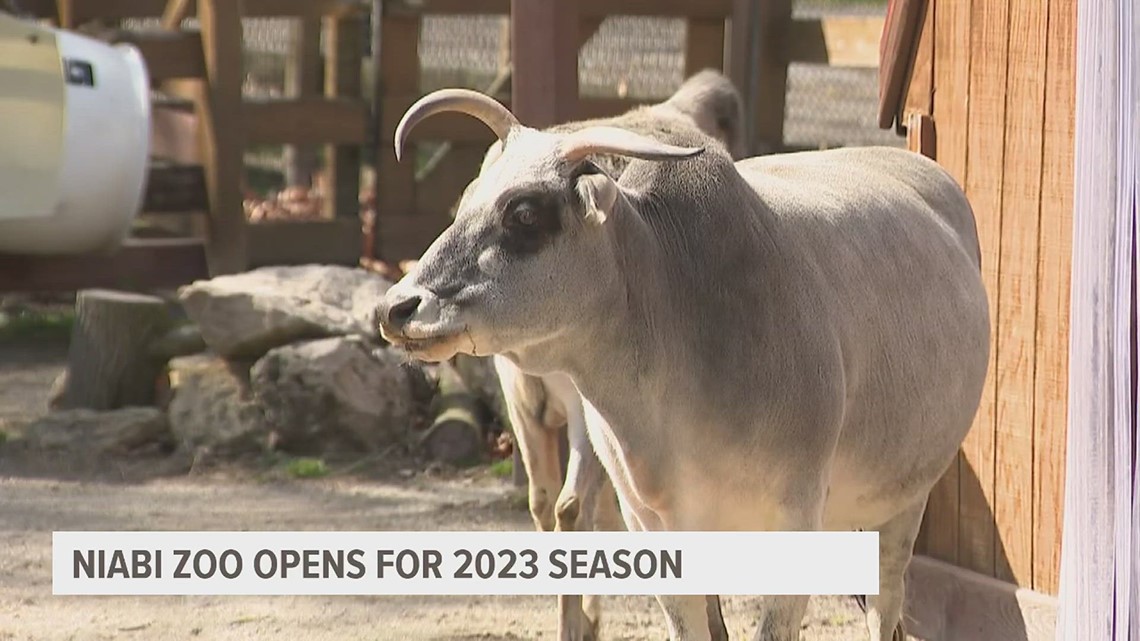 Visitors brave the cold to see new animals at Niabi Zoo | wqad.com