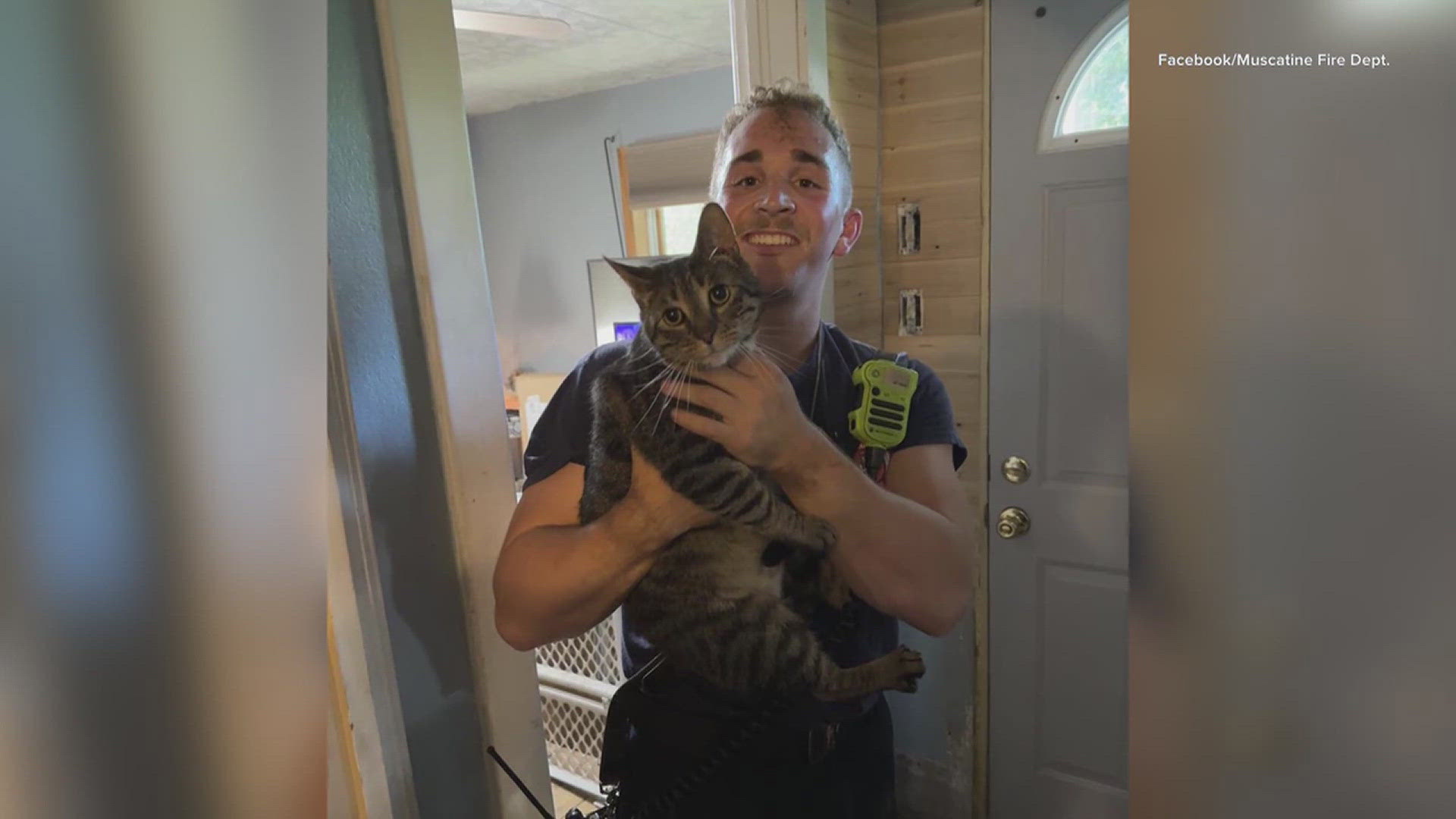 Cat rescued from hole in basement crawl space in Muscatine | wqad.com