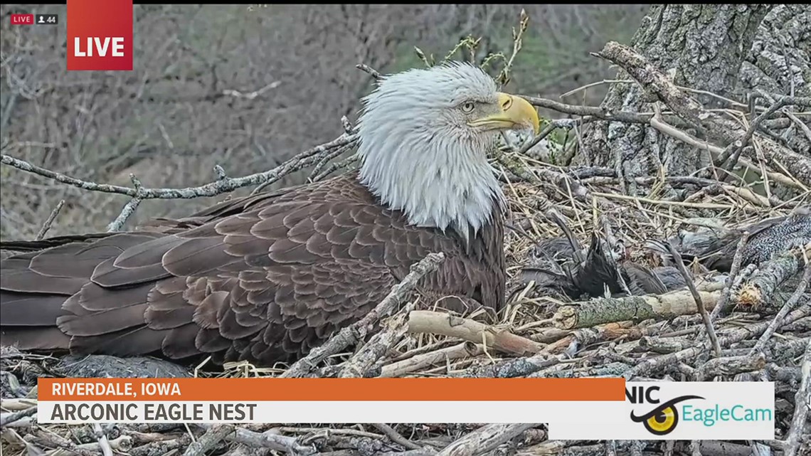 There is 1 eaglet in the Arconic Eagle Cam!! | wqad.com