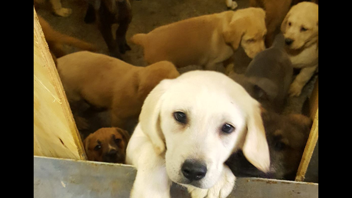 More than 100 puppies rescued after crash in New York | wqad.com